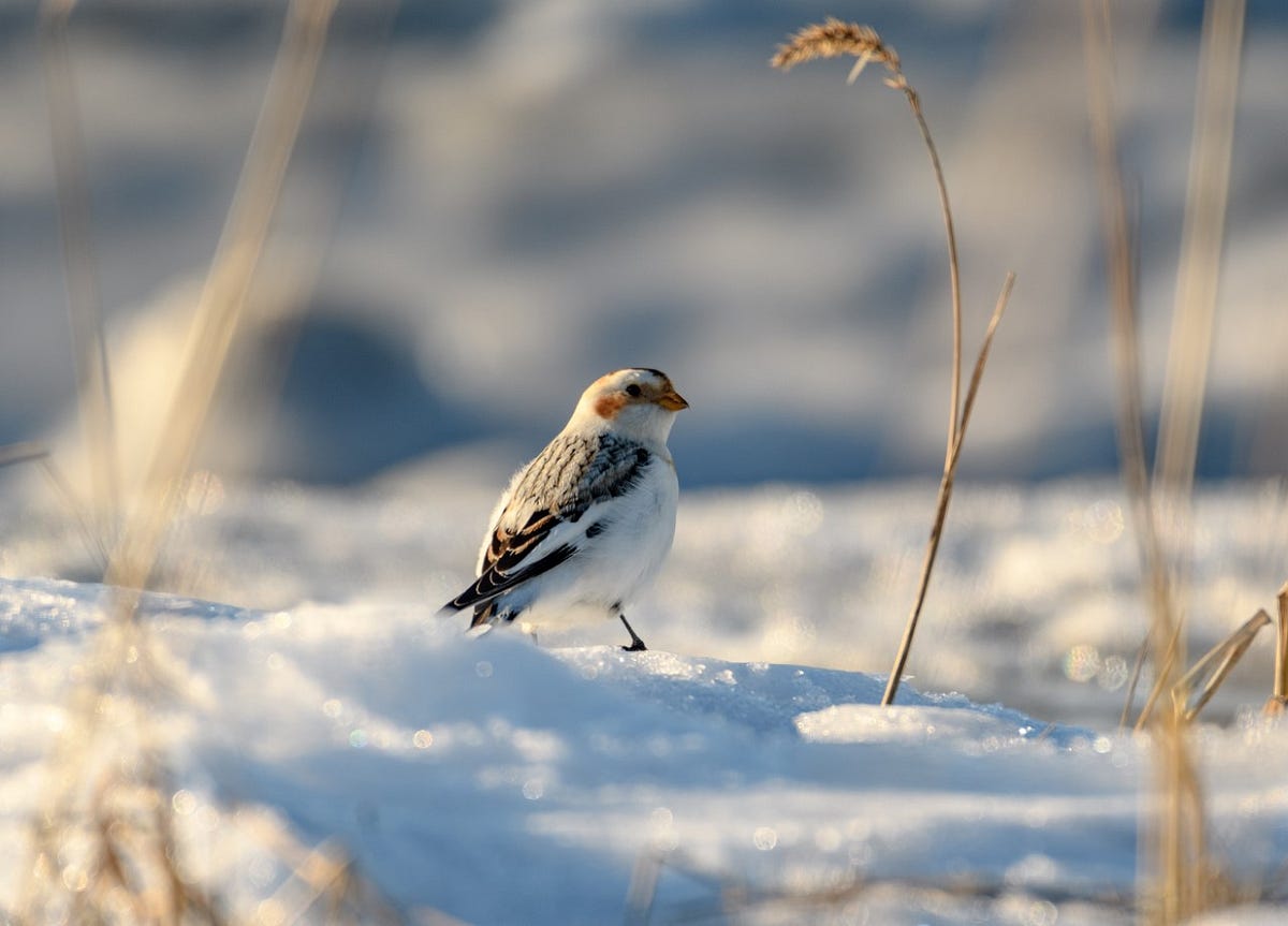 Spring Equinox Marks Change in Alaska | by U.S.Fish&Wildlife Alaska ...