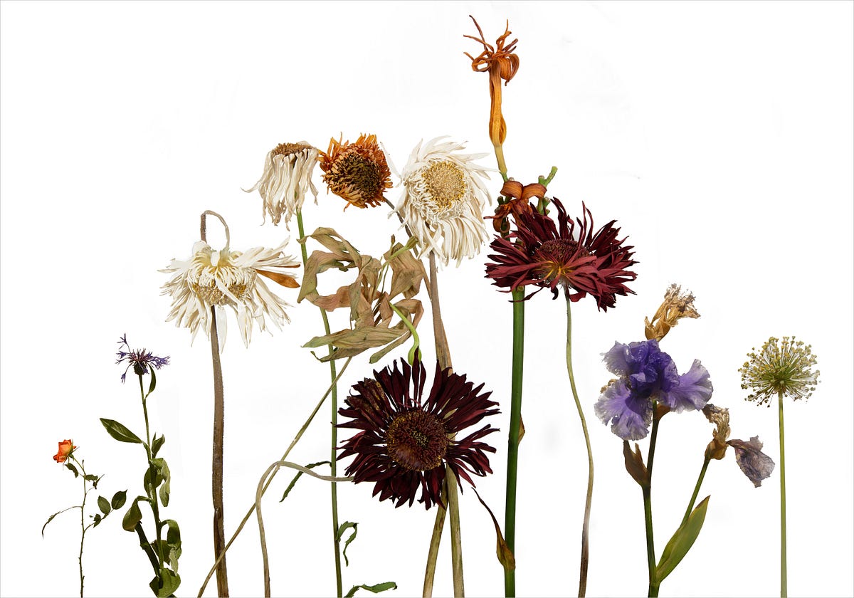 Extending the Lives of Flowers. Before we say goodbye | by Rodrigo S-C ...