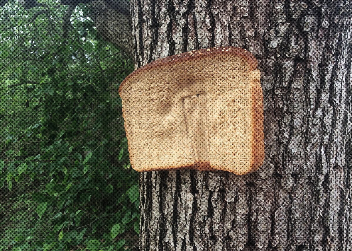 Bread Stapled To Trees: An Oddly Specific Phenomenon | by Cam Schoppa ...