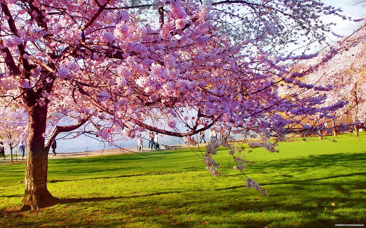 Spring,. or “With the Morning”. A look into the… | by James Geiger | Medium