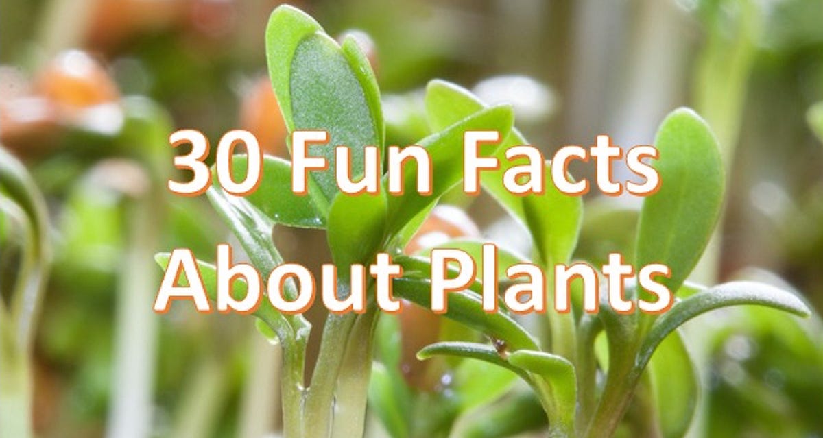 30 Interesting Plant Facts. We’ll bet you didn’t know you can cut… | by ...