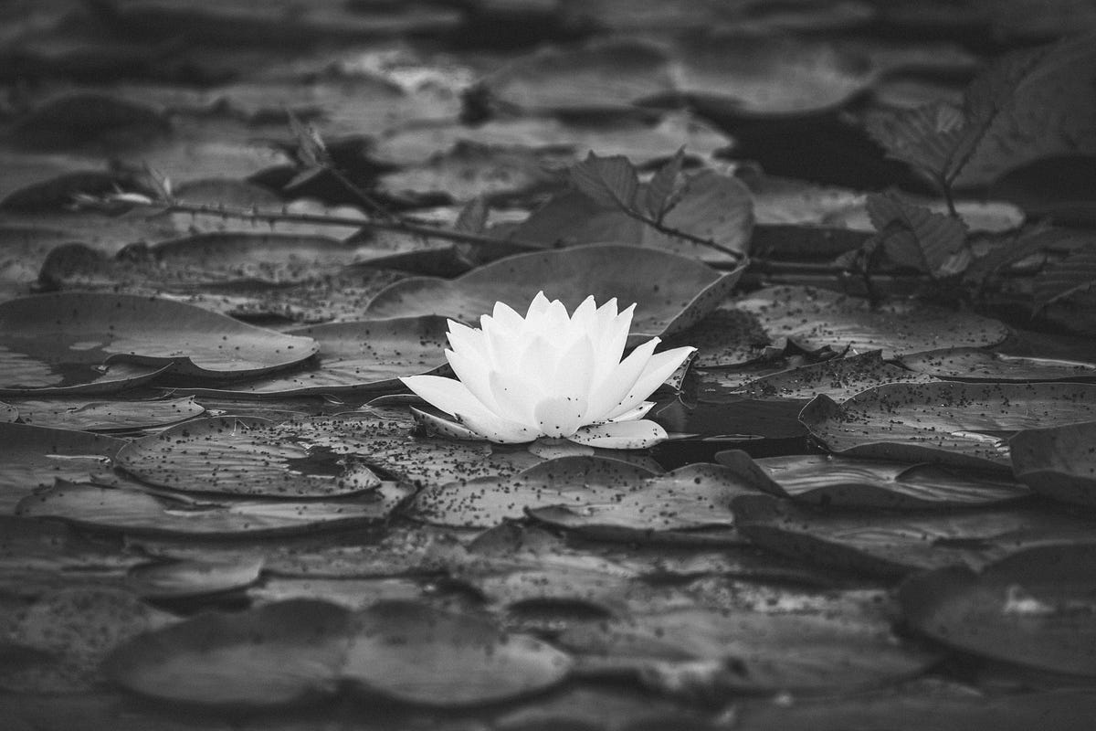 No One Leaves Until Someone Dies: The White Lotus as a Modern Tragedy ...