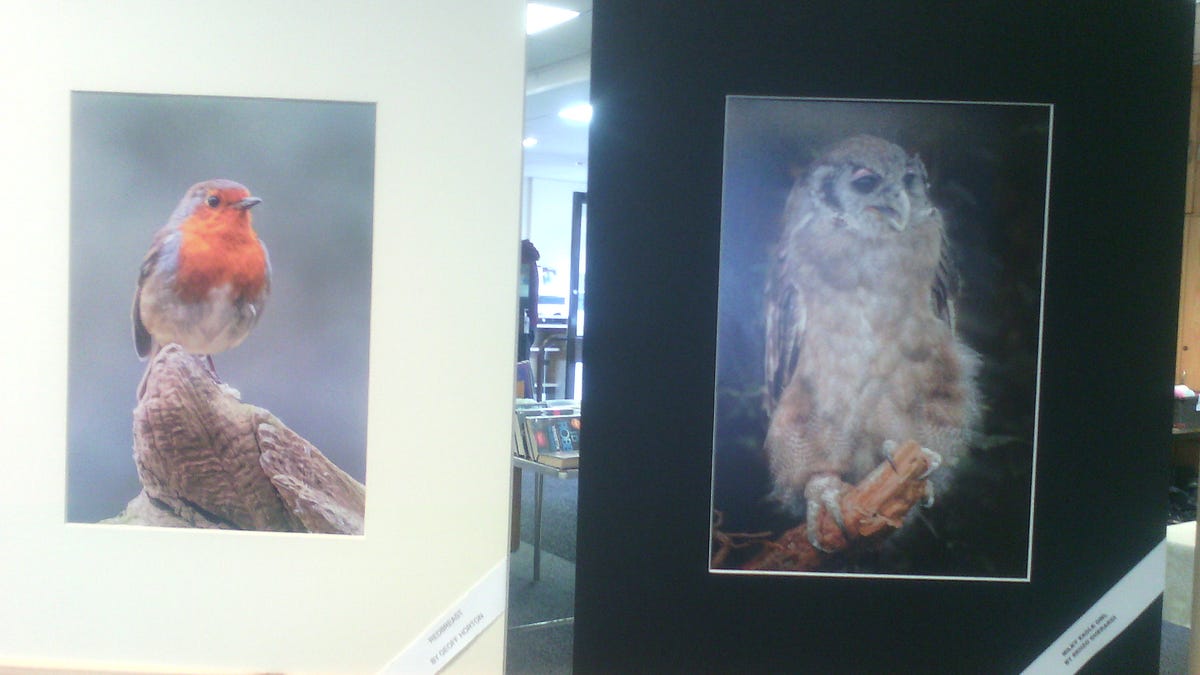 Photography on Display. In my Local Library | by Quinn | Counter Arts ...