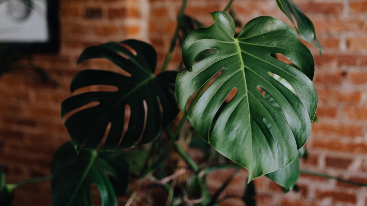 Canines and Monstera: A Look at the Potential Dangers and Precautions ...