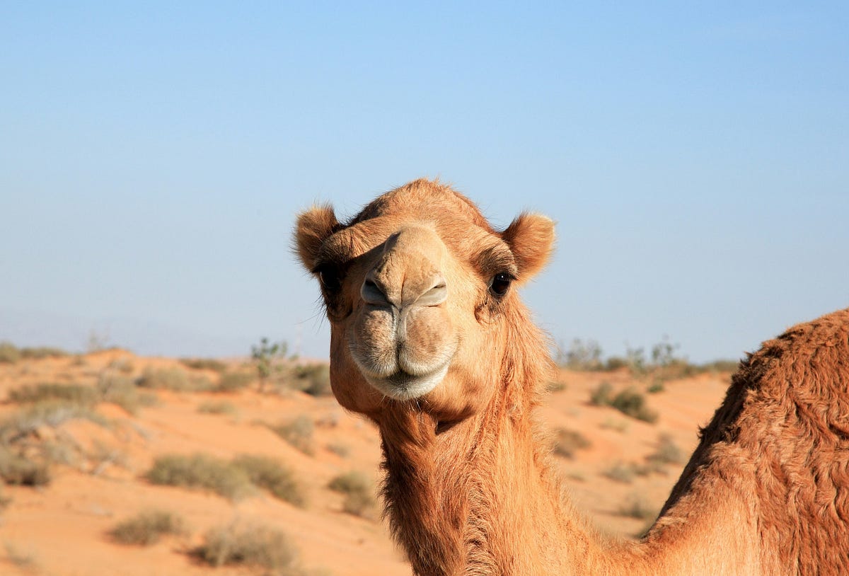 A Saudi Prince Said On A Hot Mic “Trump Smells Worse Than My Camel ...