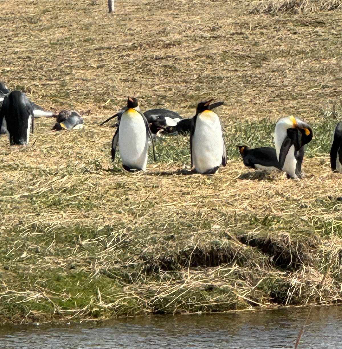 The big show — king penguins!. Just like in the movies | by Andrew Papson | Medium