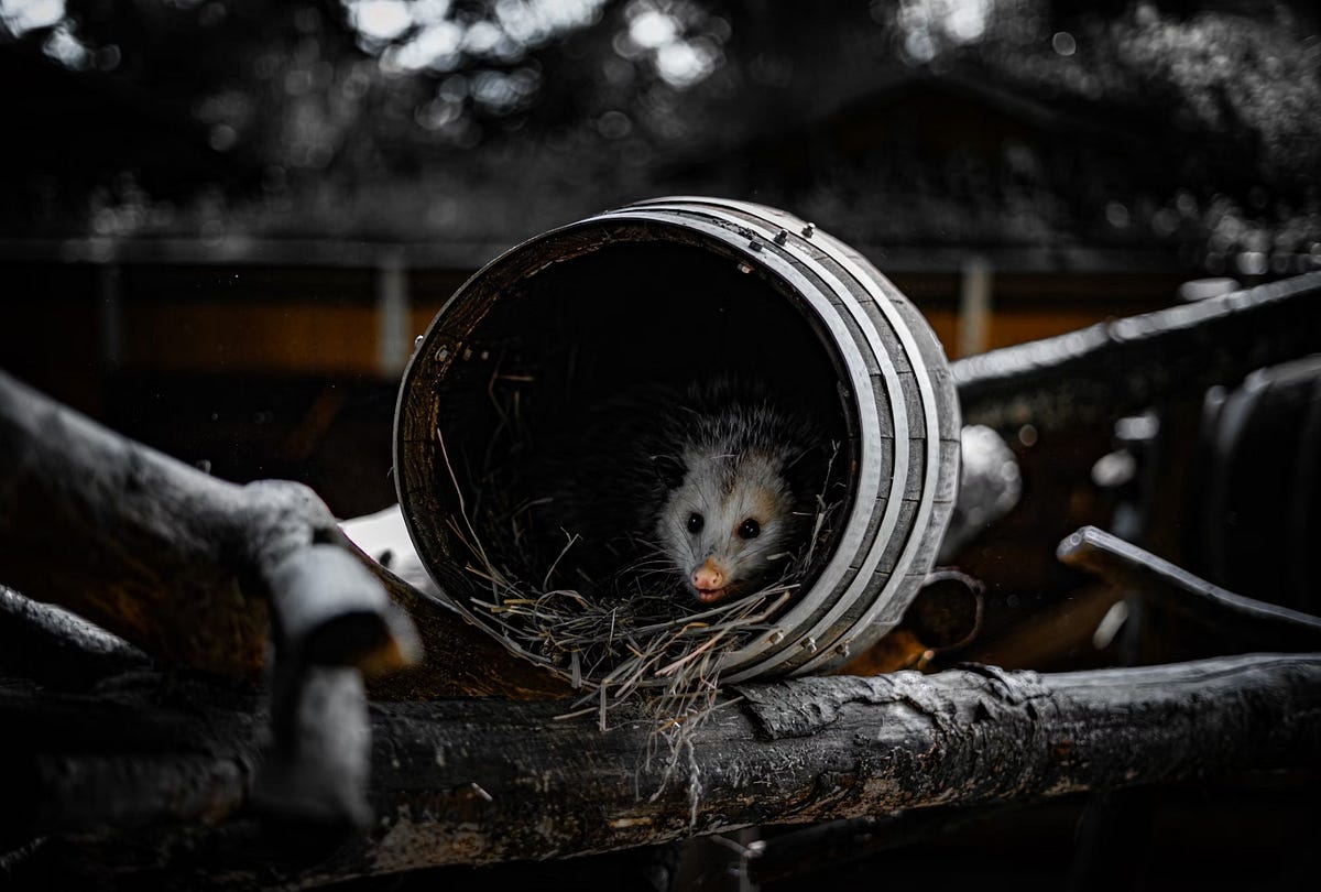 Playing Possum. June Prompt: Seeing is Believing | by Rowena (Ro) Sage ...