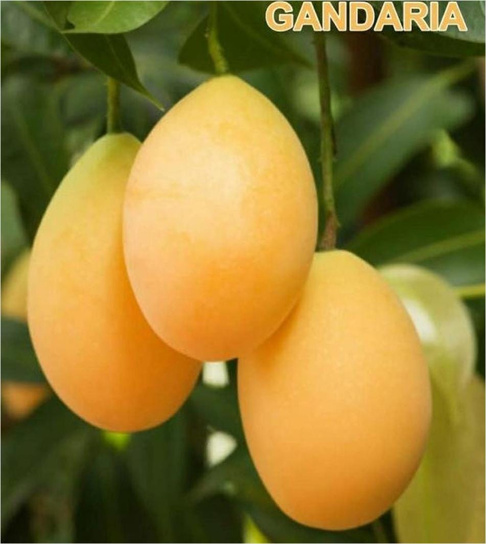 Bibit Tanaman Buah Gandaria Thailand-Bibit Manis Majalengka | by Jasmin ...