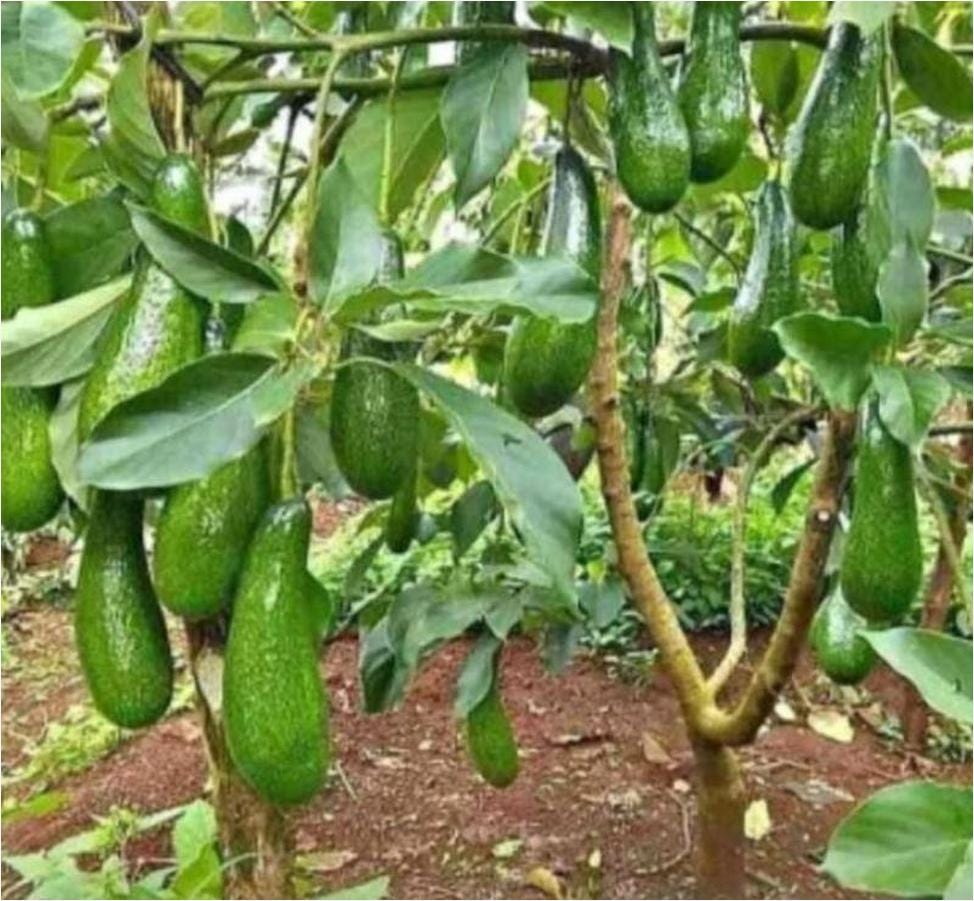 Bibit Alpukat Subang Kelud Okulasi Unggul Kuningan Terbaik | by ...