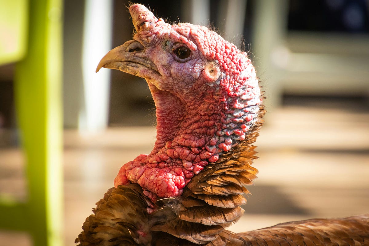 How to Cook a Turkey | by Mollie Bradlee | Medium
