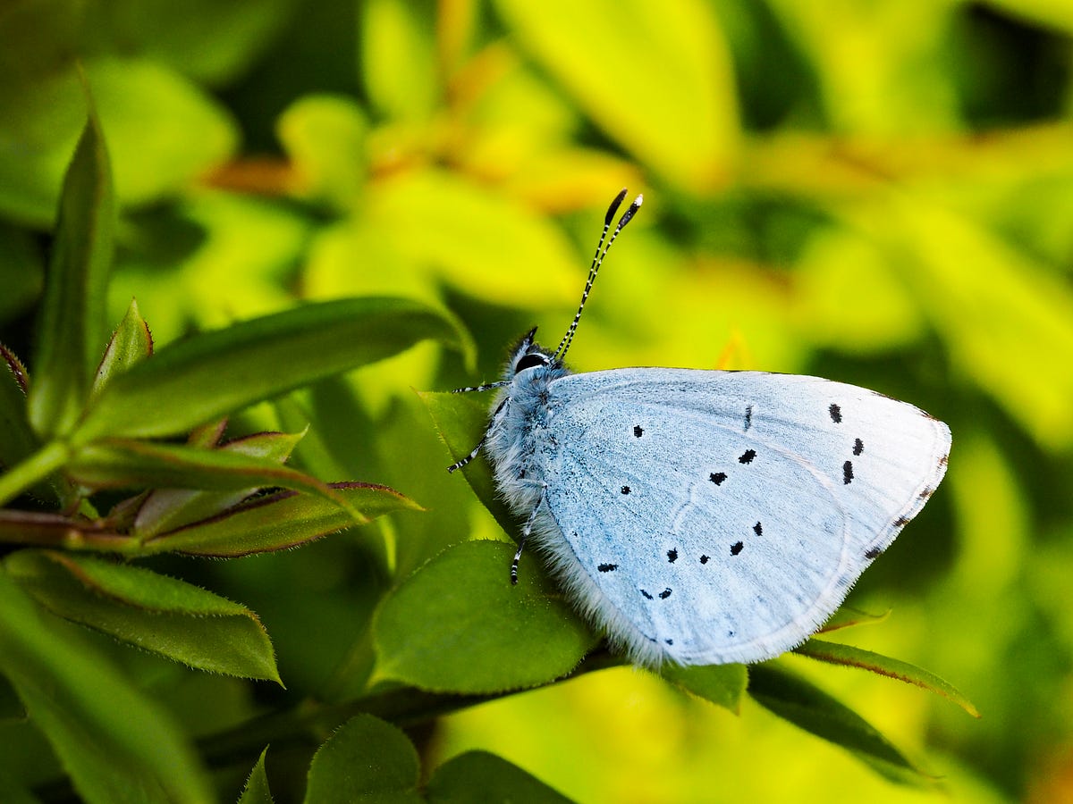 Holly Blue Butterfly. Yesterday I saw my first Holly Blue… | by Janice ...
