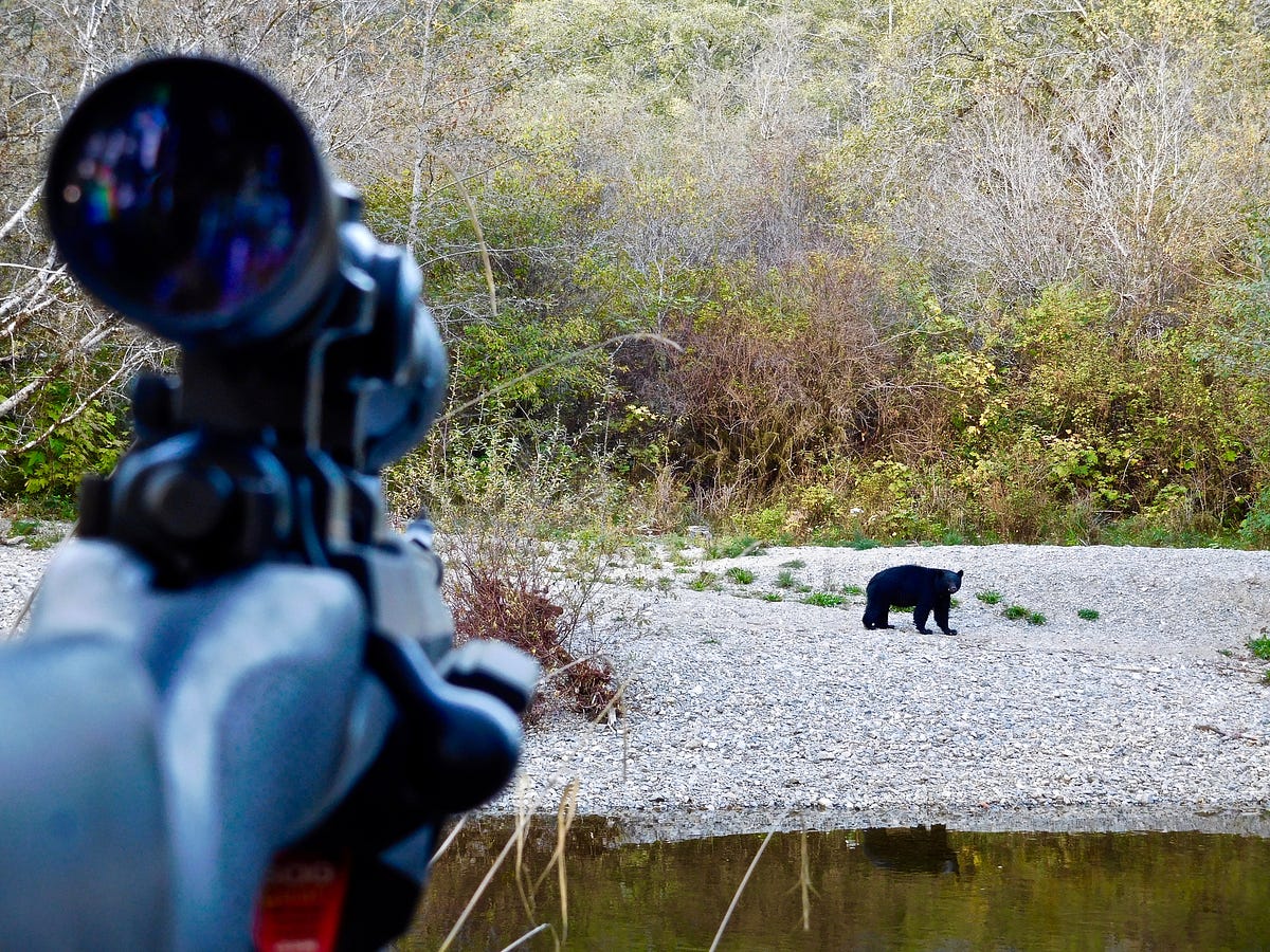 Spot and stalk black bear. Wildlife biologist and outdoor writer… | by Hornady Manufacturing ...
