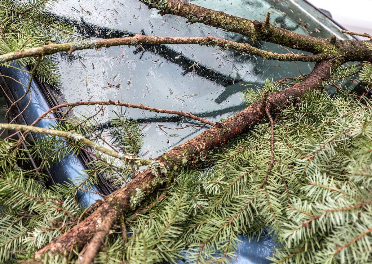 Safeguarding Your Property: The Importance of Emergency Tree Removal ...