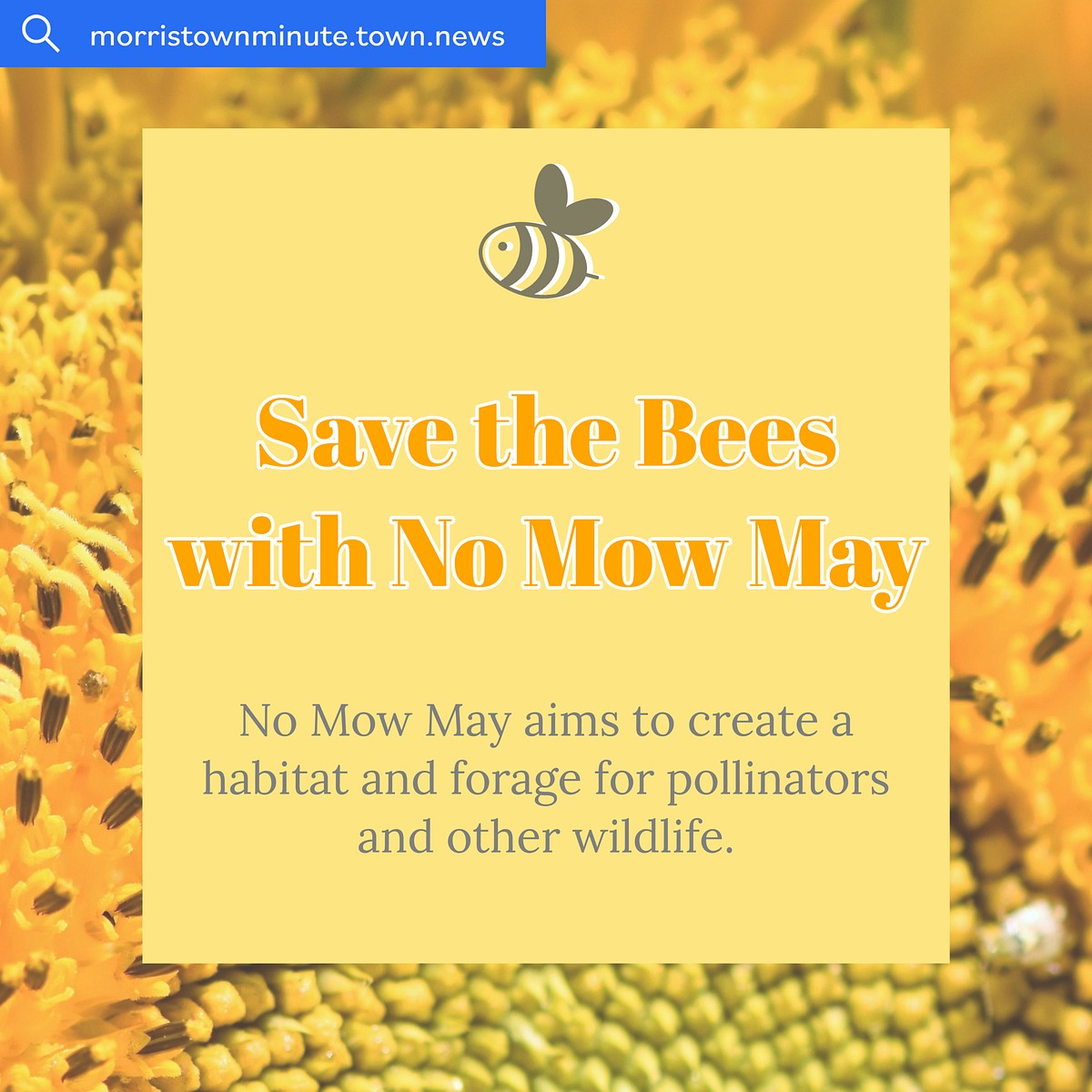 Save the Bees with No Mow May. Mowing your lawn less creates a habitat ...