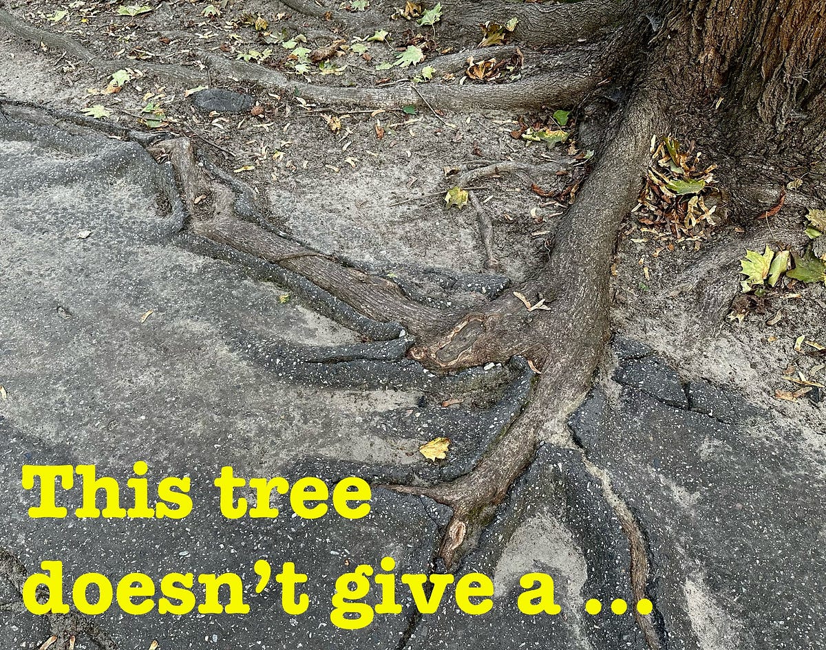 You’re Unstoppable [A Lesson from a Tree, PHOTOS Included] - The Daily ...