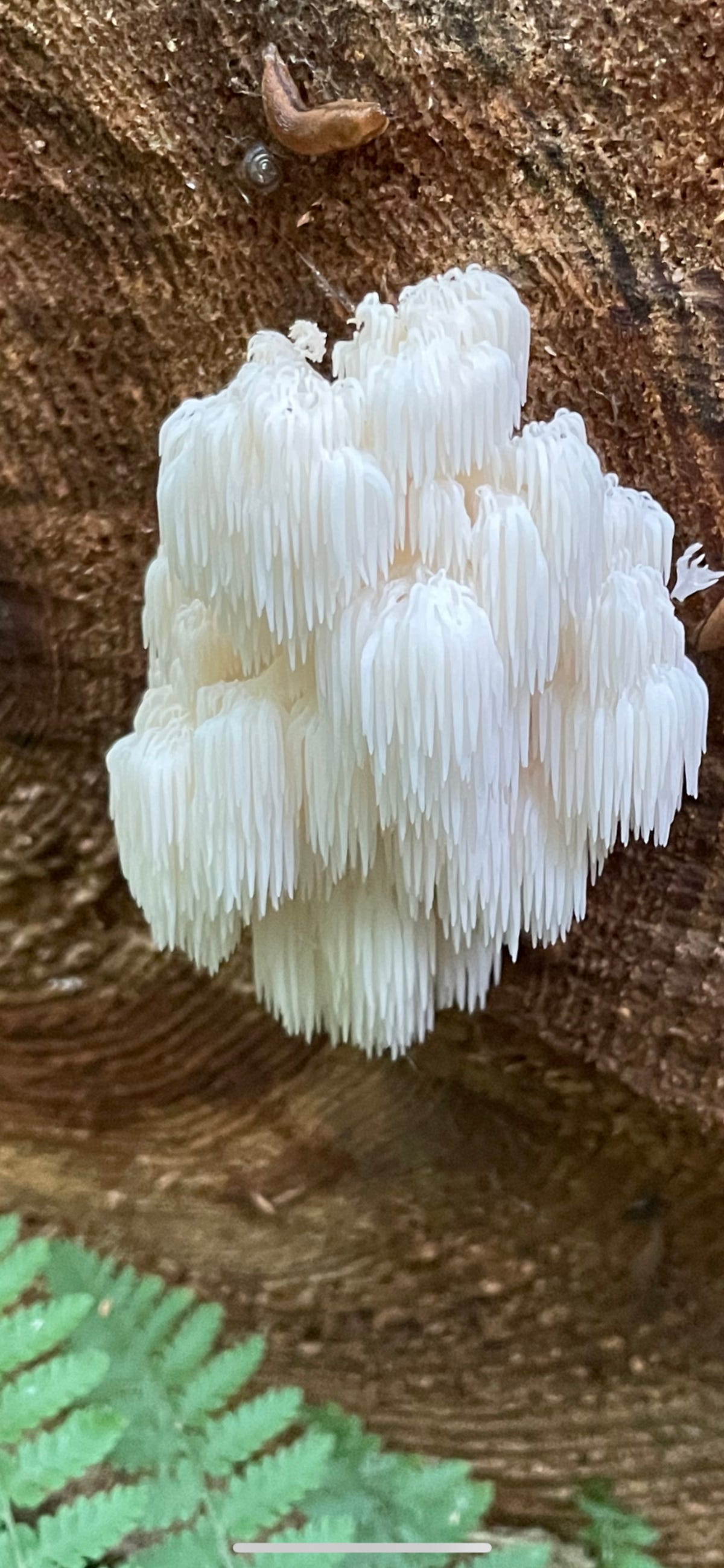 Finding Weird but Yummy Fungus in Our Forest - The Daily Cuppa - Medium