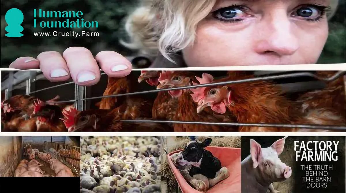 The Disturbing Reality of Factory Farming Cruelty | by Fa T E M A R E T ...