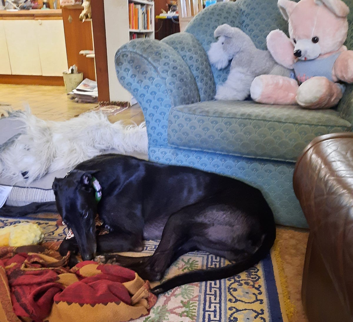 Some Thoughts About Our New Dog. Our new dog, Lenny, is an adult… | by ...