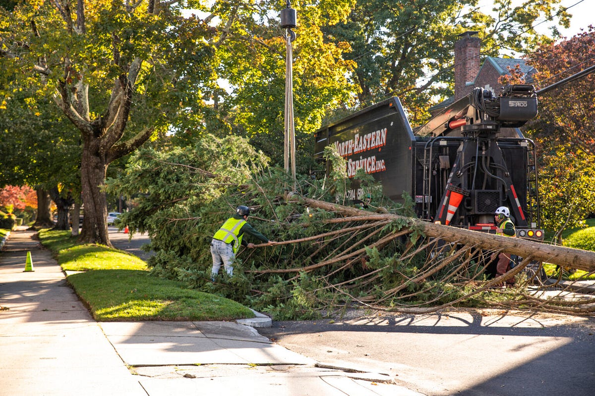 What are the Different ways to Trim Trees? | by North Eastern Tree Service | Medium