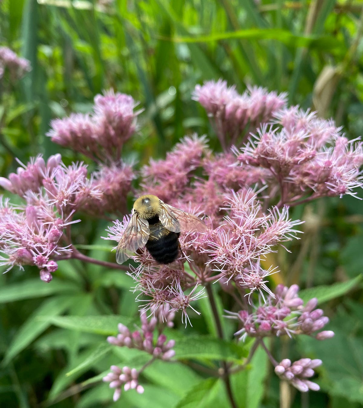 Bees, Beetles, Bugs and Blooms. Taking a walk can beat the blues | by ...
