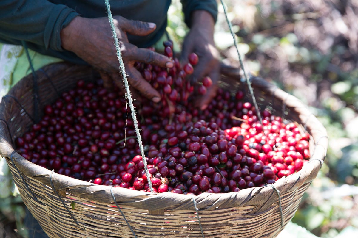 El Salvador’s Coffeelands. Text By Jeff Courson, Southwest Account ...