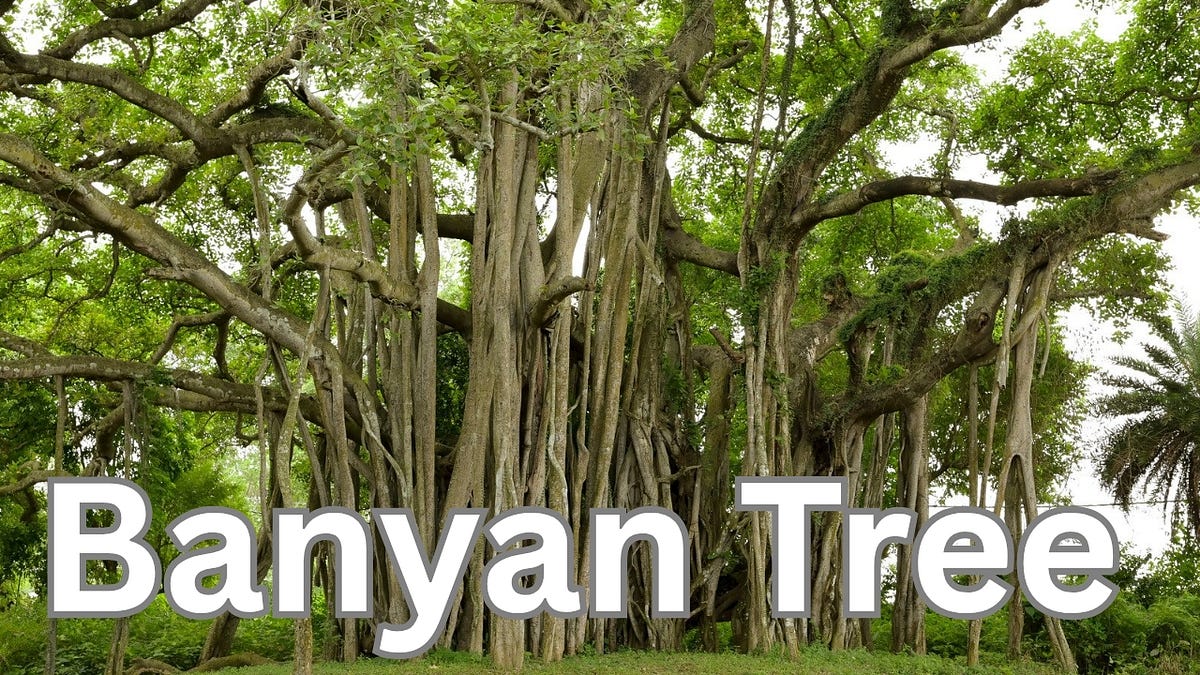 What Is The Name Of The National Tree Of India
