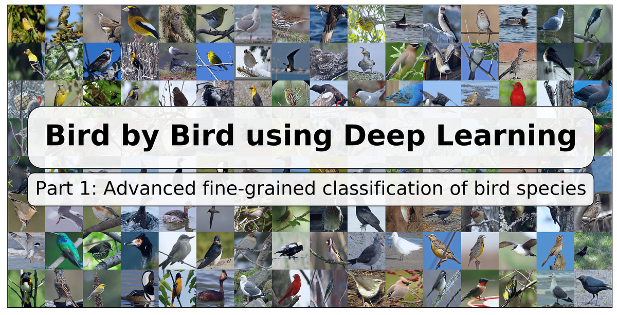 Bird by Bird using Deep Learning. Advancing CNN model for fine-grained ...