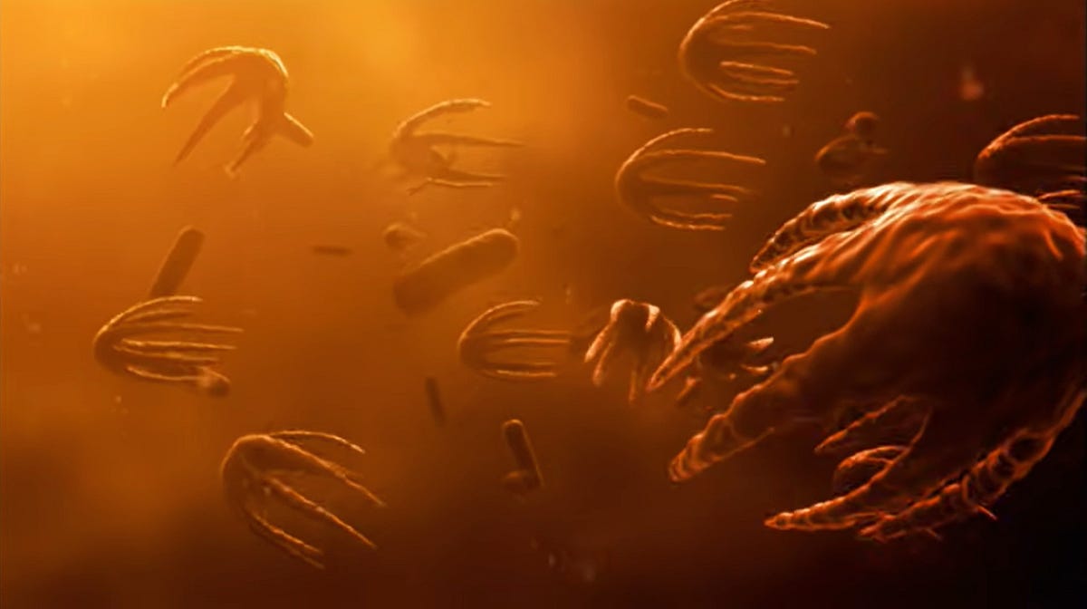 What creatures can you expect to find on Venus? | by Venus | Medium