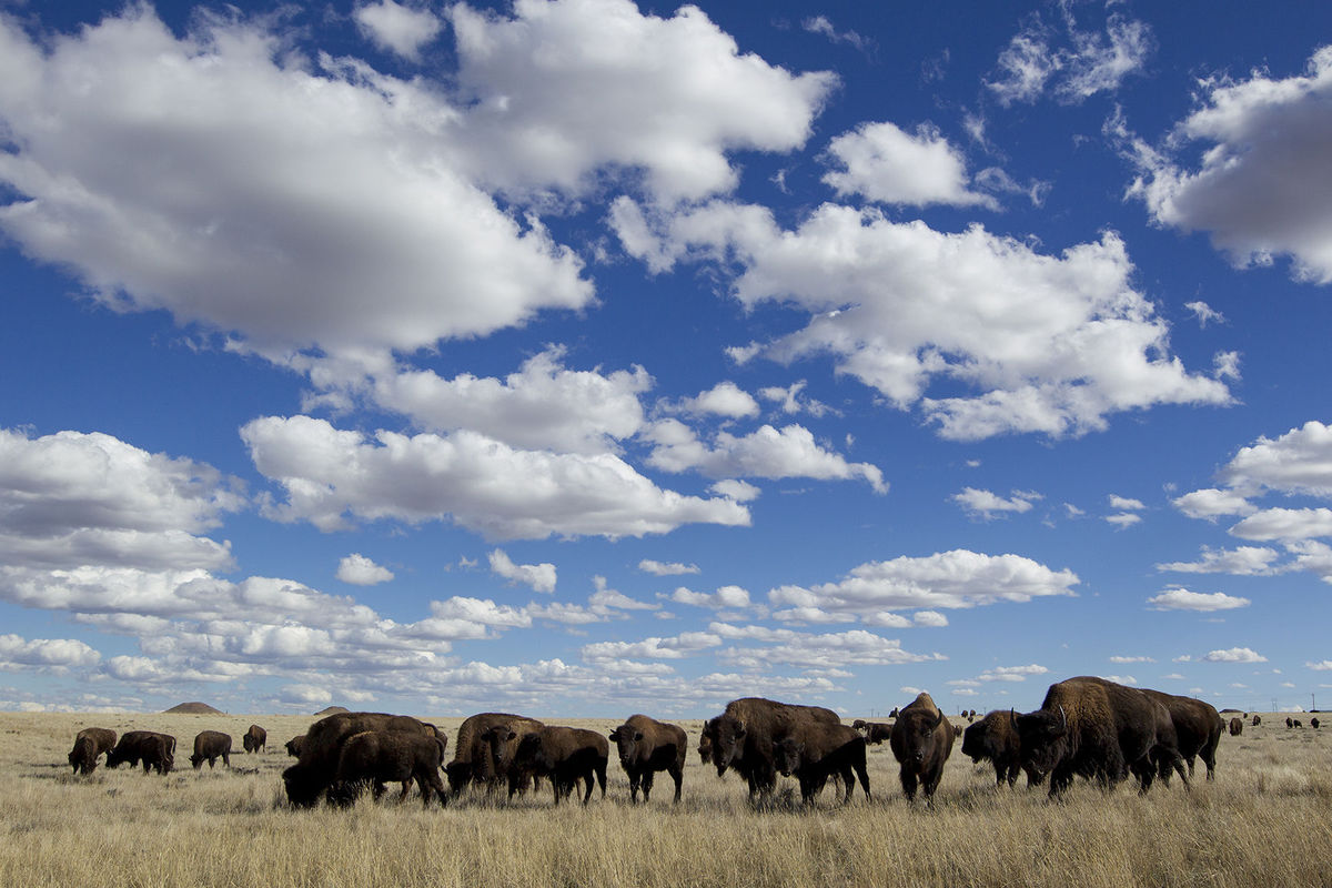 Thriving Bison. How Wyoming’s Durham Ranch is helping… | by Patrick ...