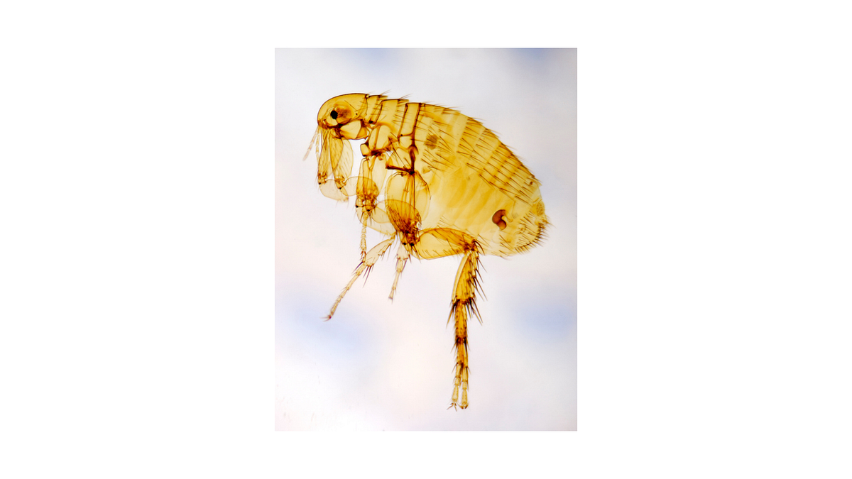 Seven Effective Tips To Keep Fleas Away From Your Home | by Jose ...