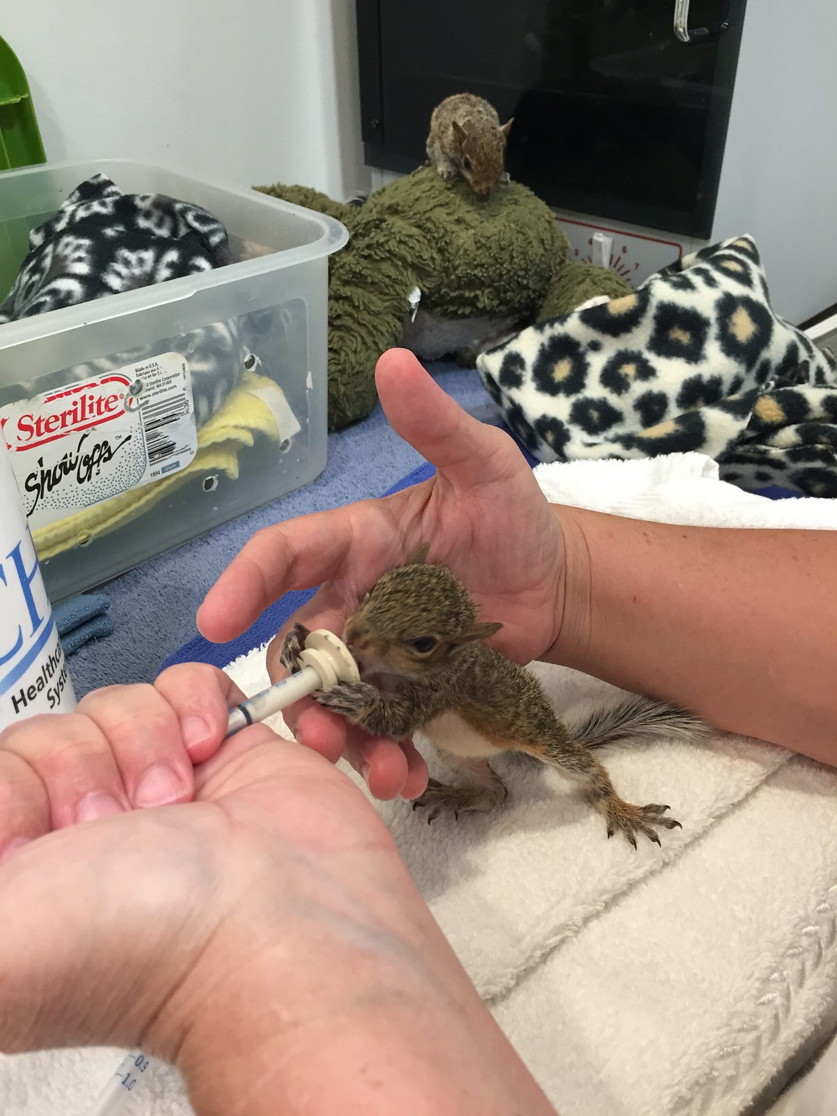 Baby squirrels near death when admitted | by Conservancy of SWFL | A ...