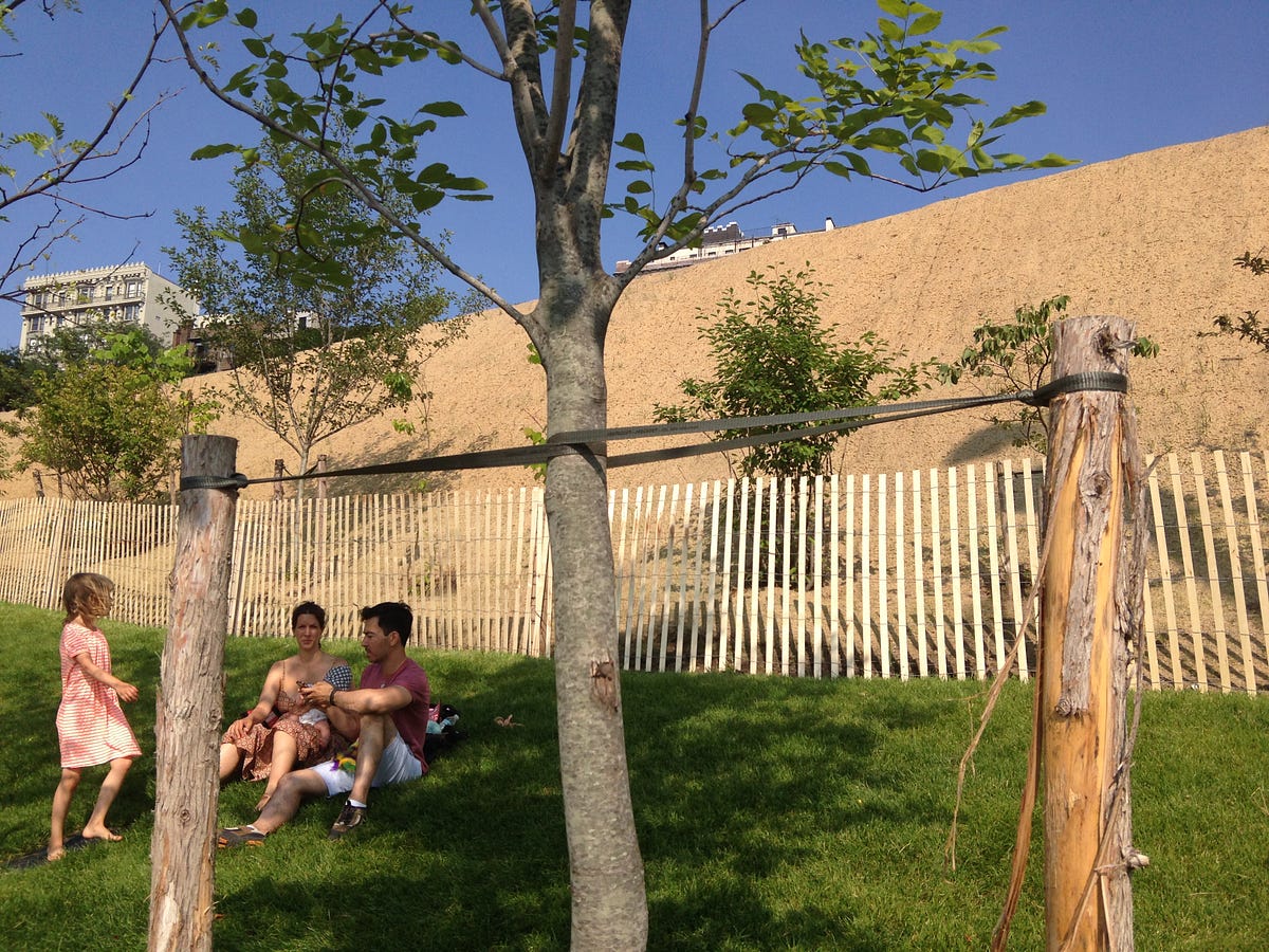 Trees. With apologies to the family to the… | by Jin Pan | Medium