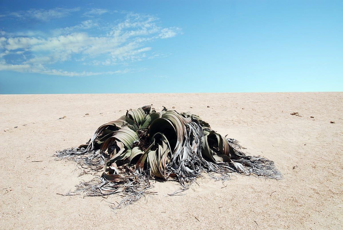 Welwitschia Tree. - WILL - | by Steven Ray Morris | Medium