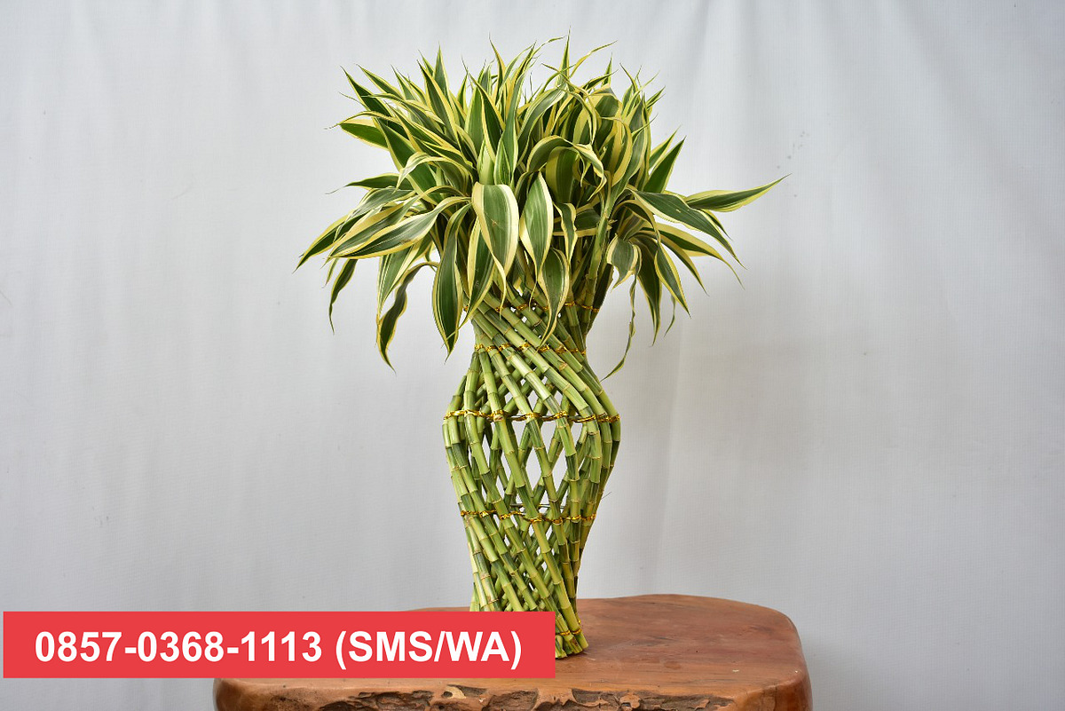 0857–0368–1113 | Distributor Bambu Emerald | Grosir Bambu Hias | by ...