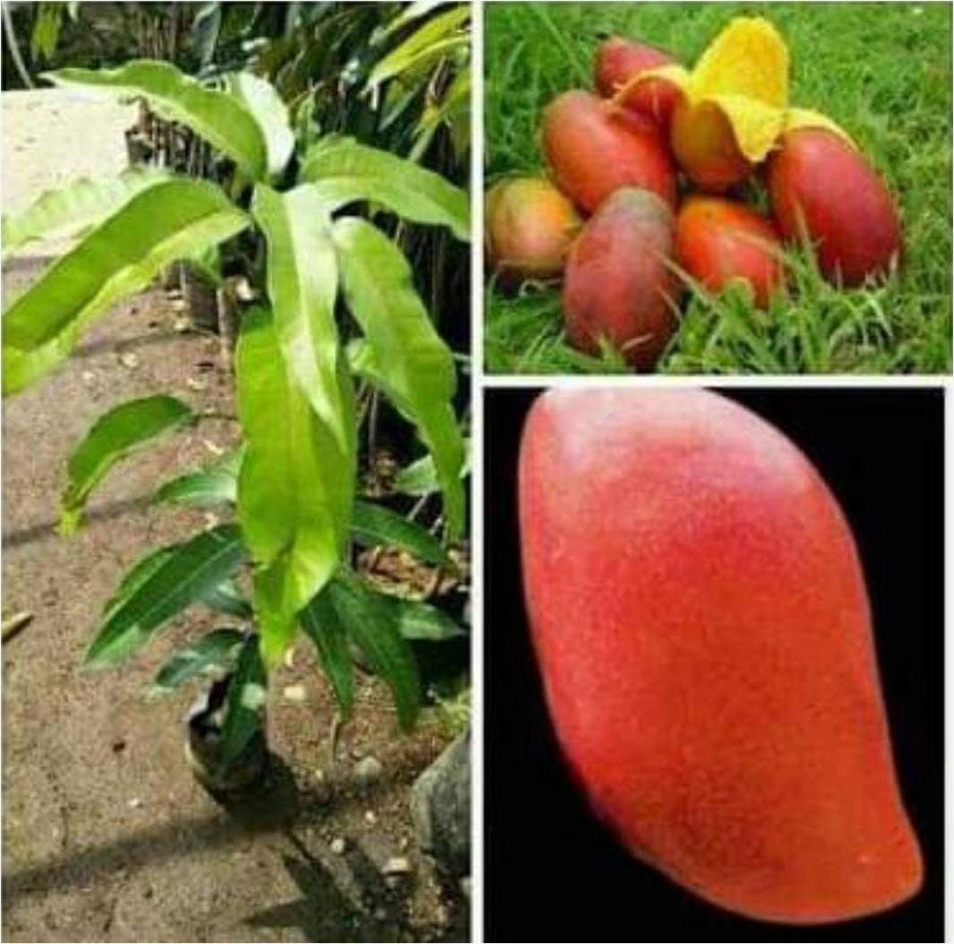 Bibit Mangga Red Ivory Buleleng Terunggul | by Sahale Asoka | Medium