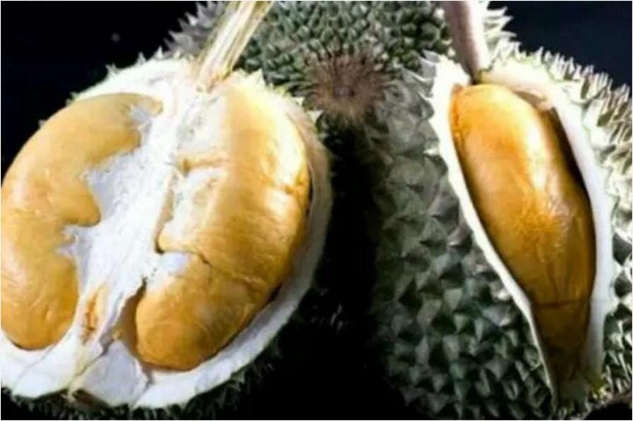 Bibit Durian Ochee Pohon Duri Hitam Asli Kota Semarang Terbaik | by Jogokaryo Gardener | Medium