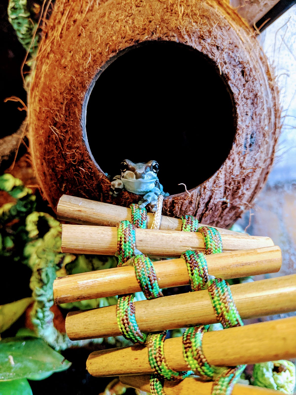 How To Successfully Keep A Pet Tree Frog | by Kelly Lyell | Medium