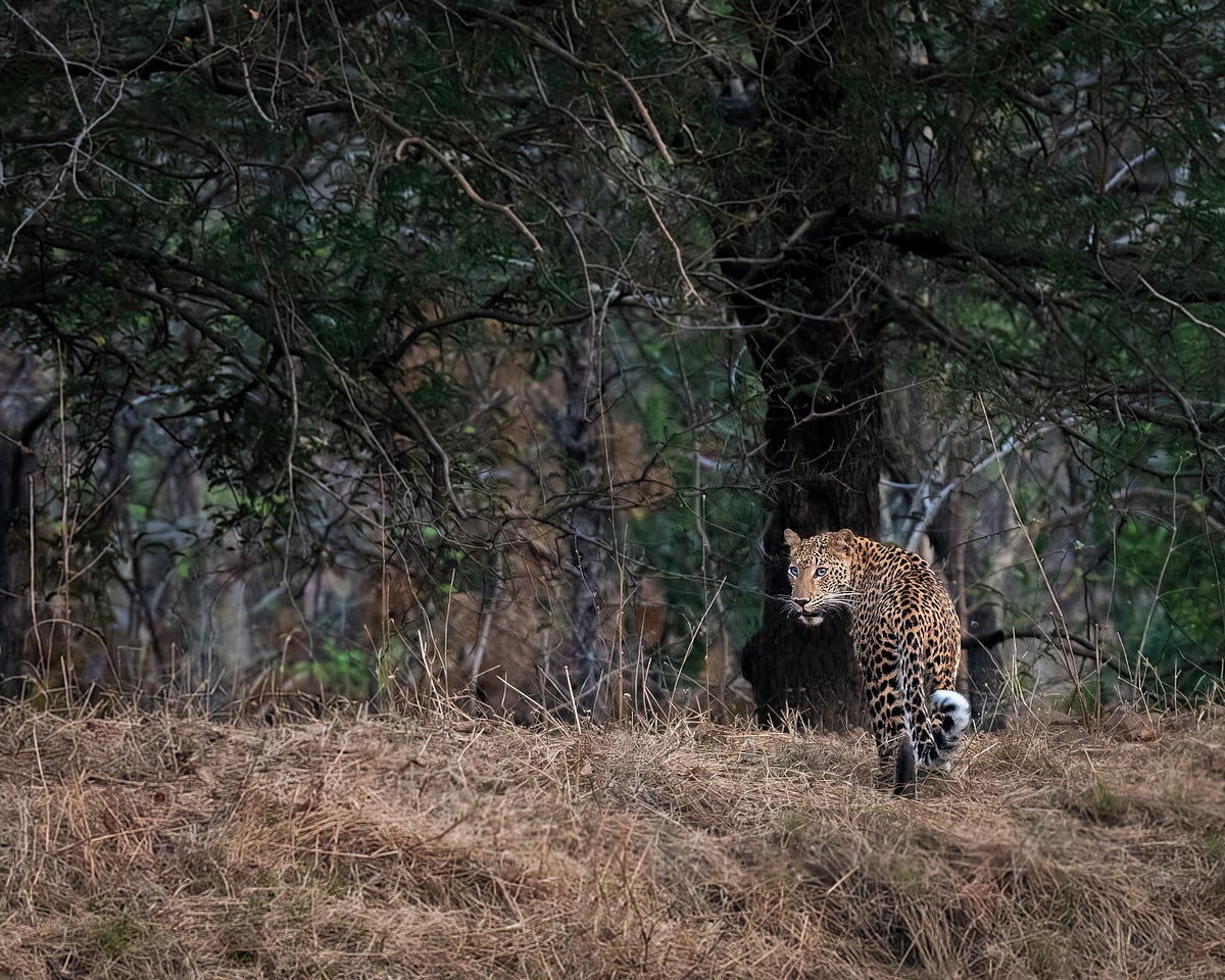Beyond Tiger: What major wildlife to see in Indian Forest | by Krunal ...