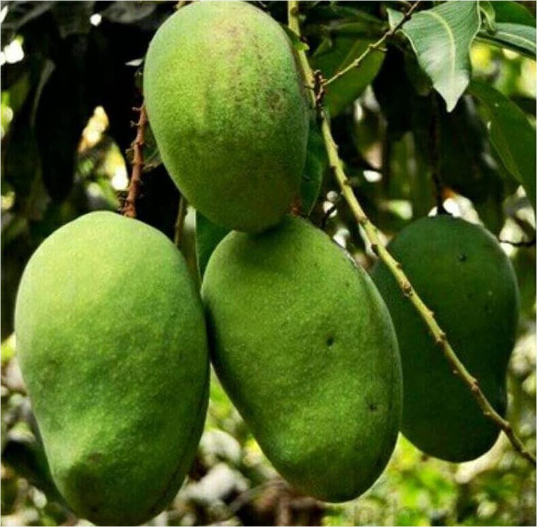 Bibit Mangga Harum Manis Tanaman Buah Aromanis Harumanis Bisacod ...