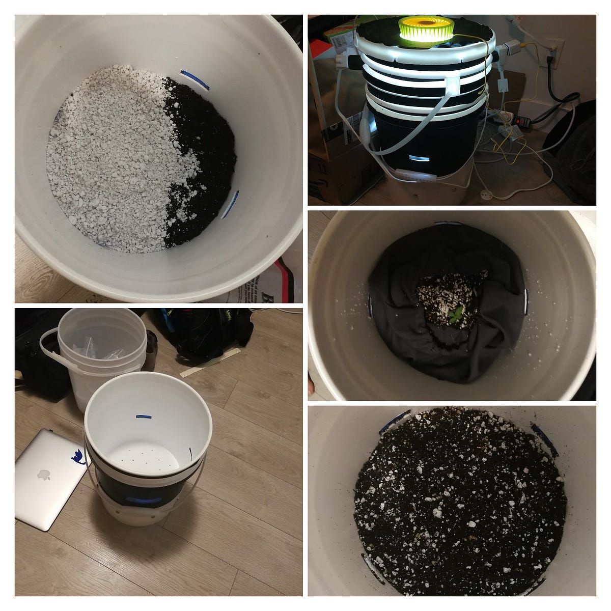 June 19 — planting blue dream. Now that my blue dream seedling has ...