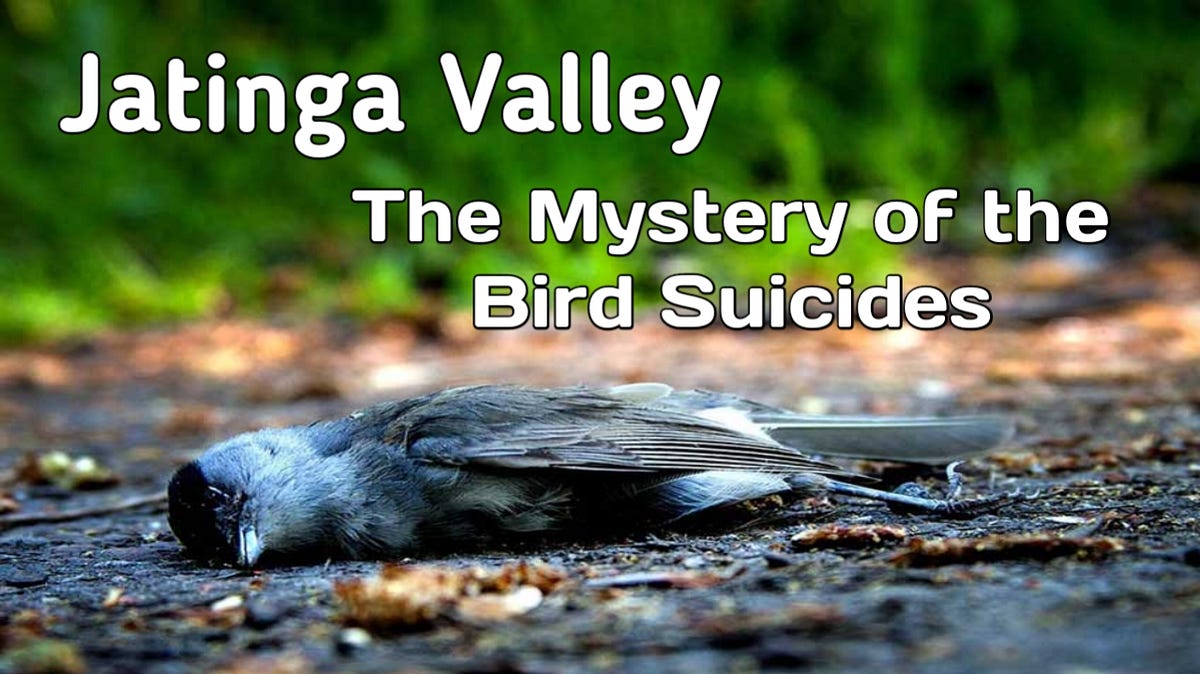 Jatinga Valley – The Mystery of the Bird Suicides | by Dipak Facts ...