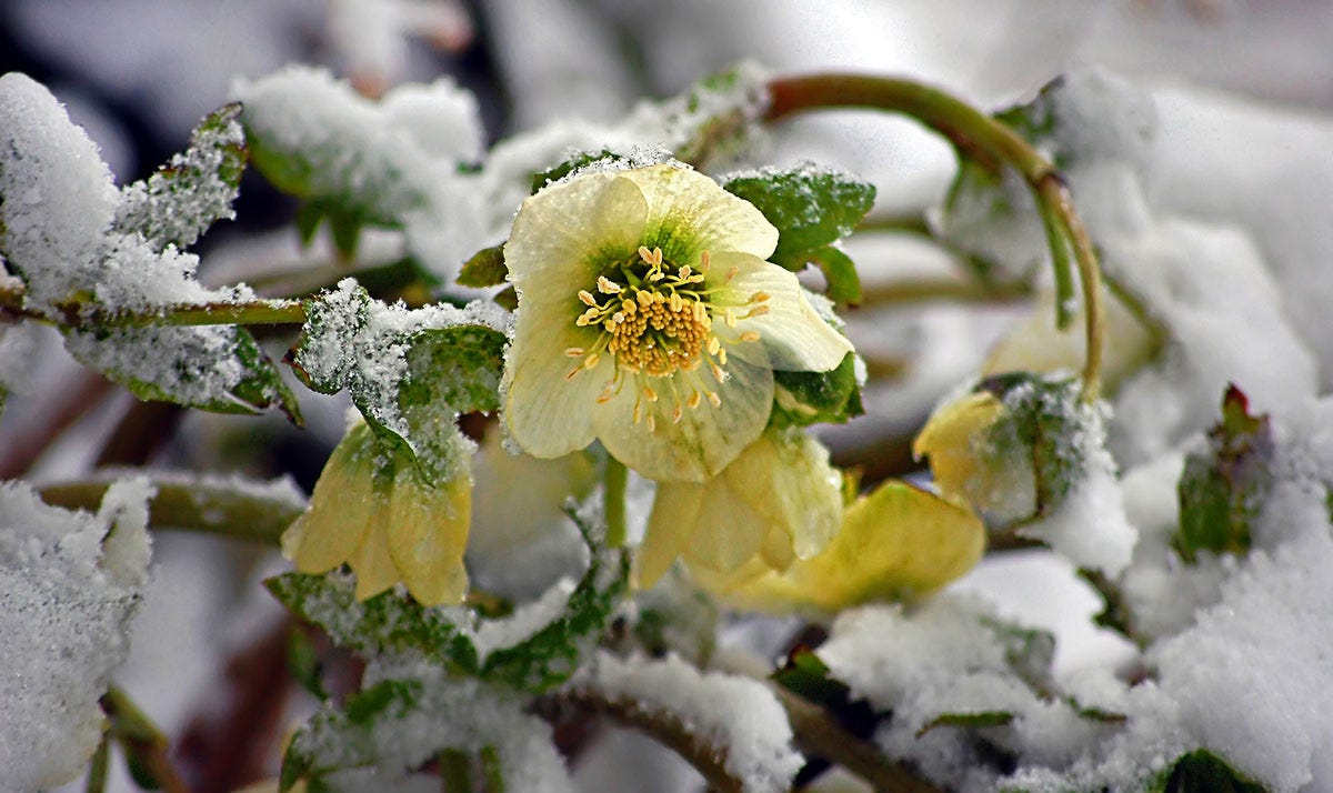 Hellebore Flowers: The Stars of the Winter Garden🌼 | by Val Garner - 🖋️ ...