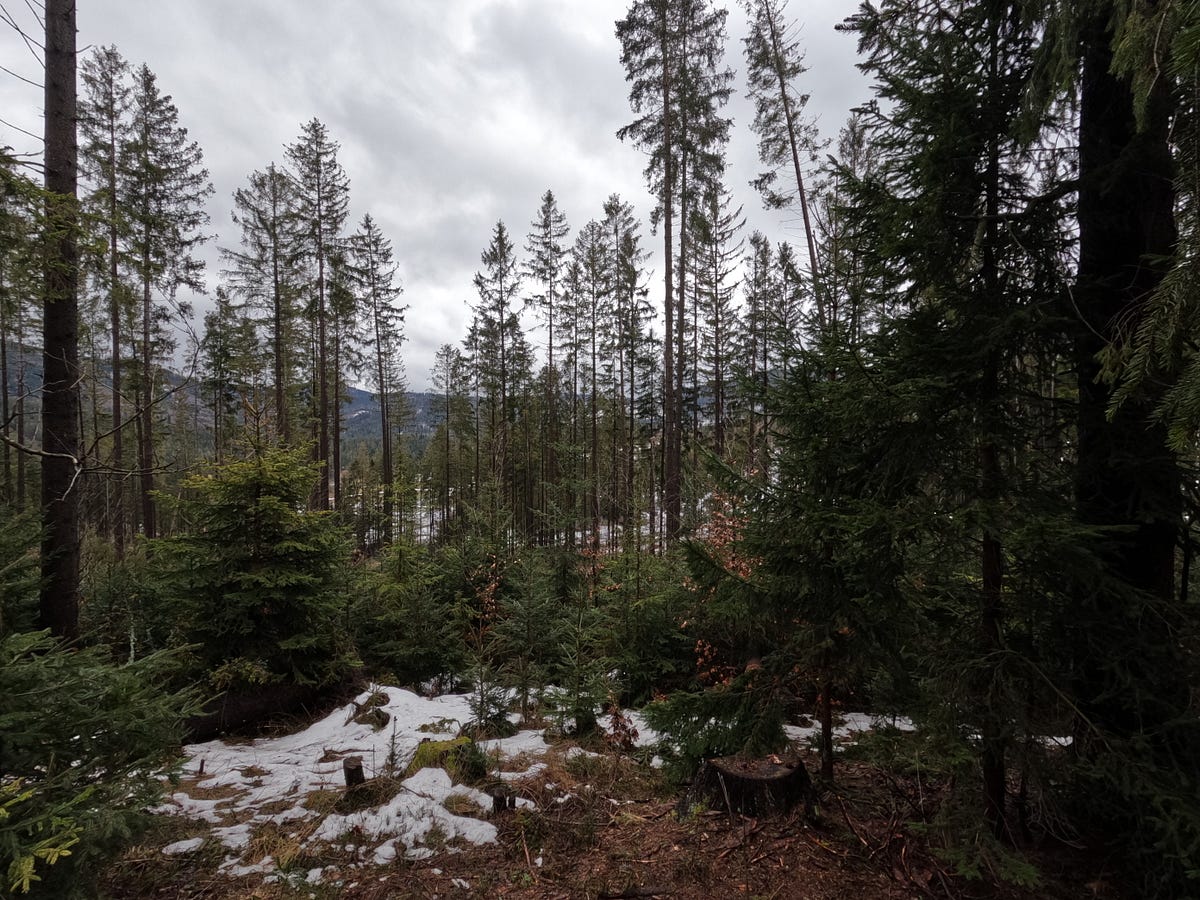 Is It safe to live in a forest? 🌲🌳🌲🌳🌲🌳🌲🌳🌲🌳 | by Andrew Przeliorz | Long ...