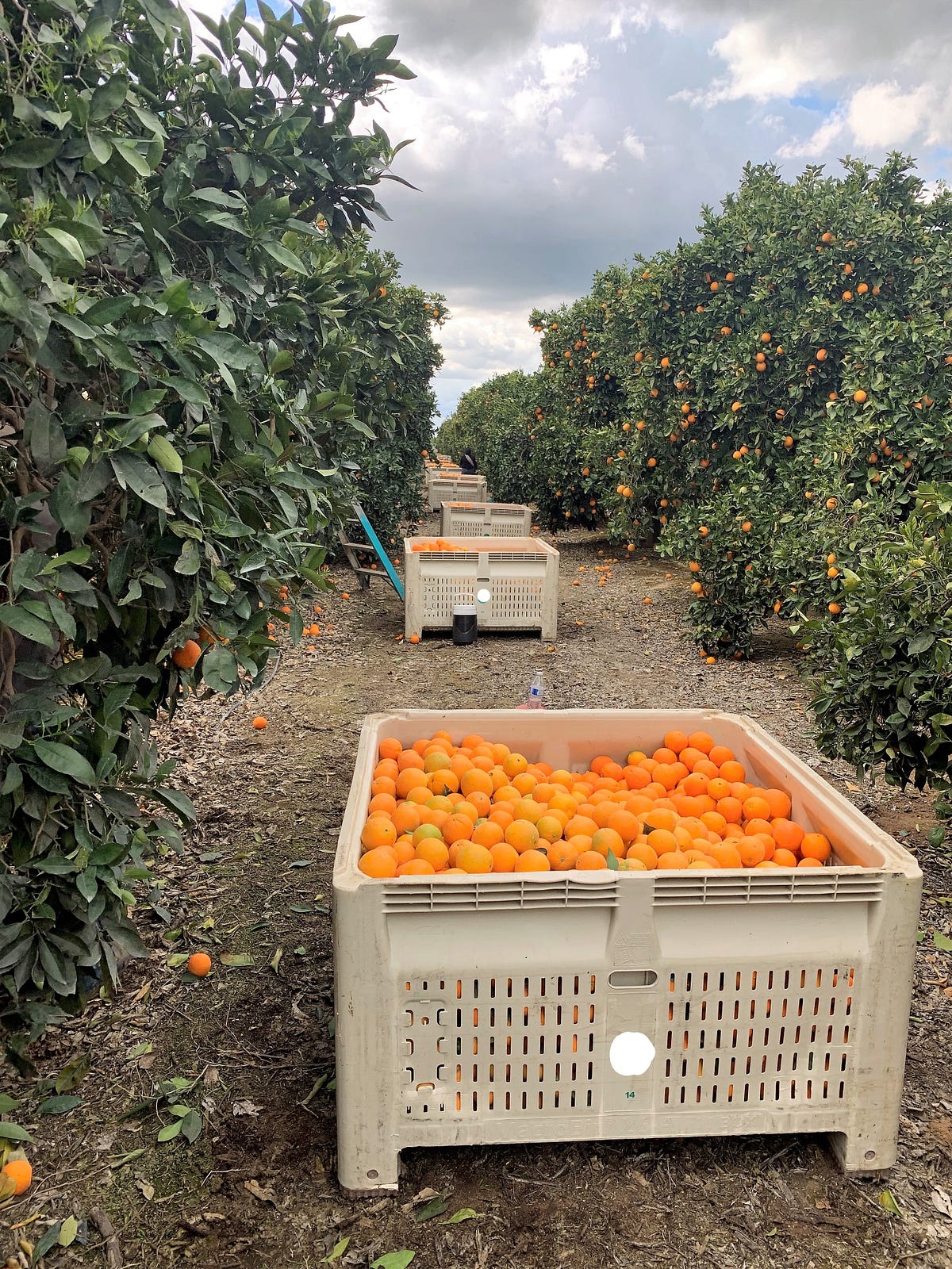 A DOWN FARMING YEAR REQUIRES A HARD COMEBACK | by Brian Neufeld | Medium
