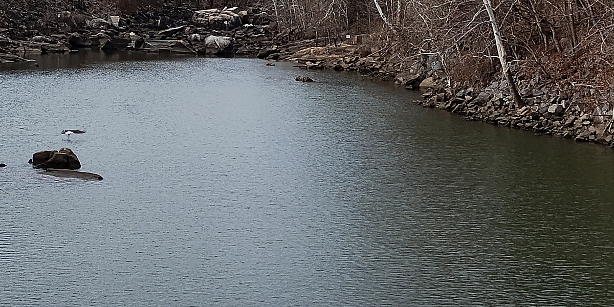 Haiku: Water Wings. The eagle has not landed… | by K R Smith | Jan ...