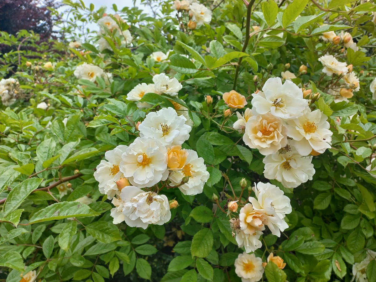 Restore the Ruins of My Life. A poem-prayer for restoration and… | by ...