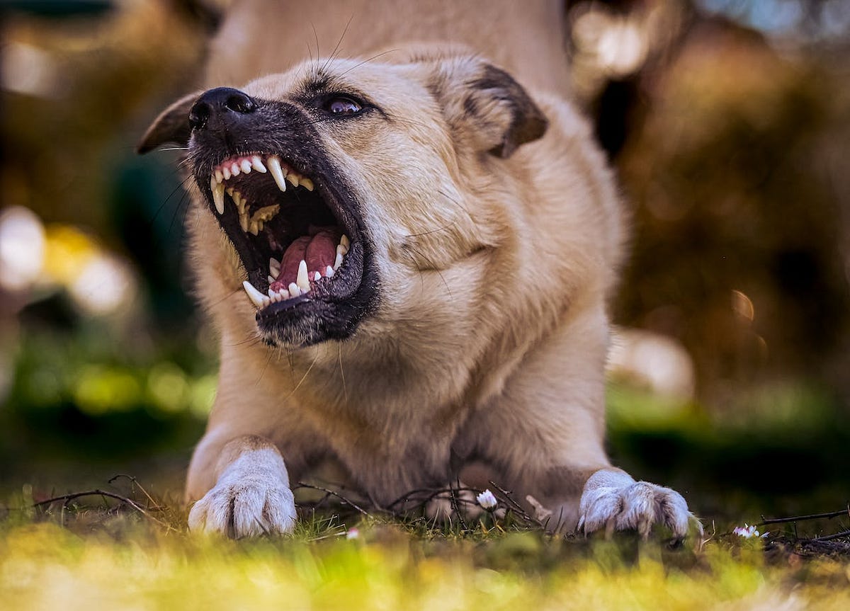 Behind the Symptoms: Rabies and the Menacing Hydrophobia | by Official ...