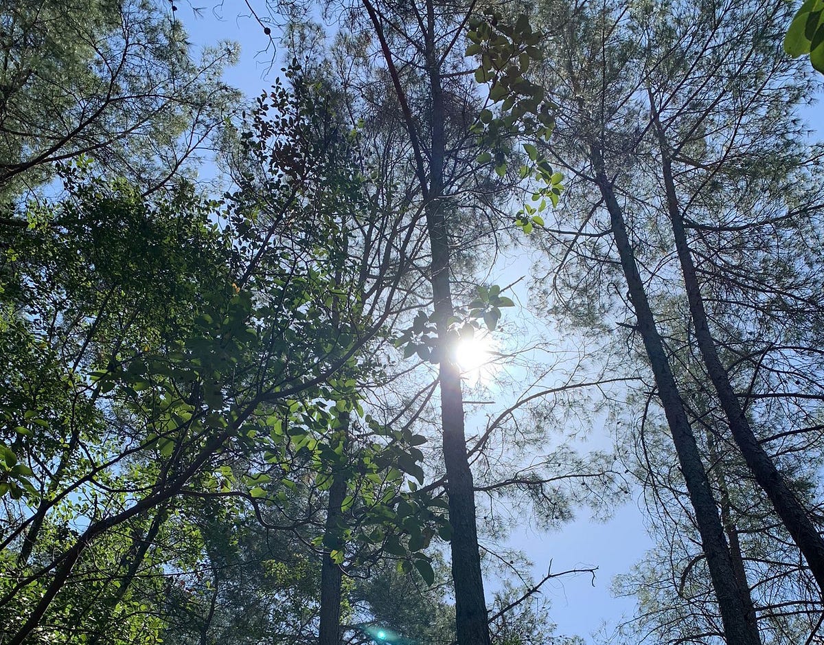 Your nightmares tell the truth. If you’re brave enough to open your eyes. | by Emily Cook, PhD ...