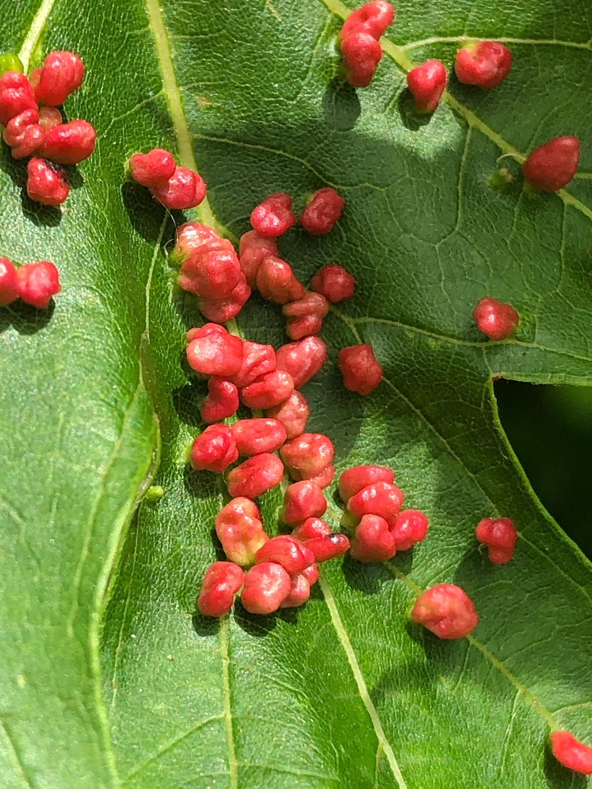 Do you know what galls me…?. By: Ranger Stephanie | by Just Off the ...