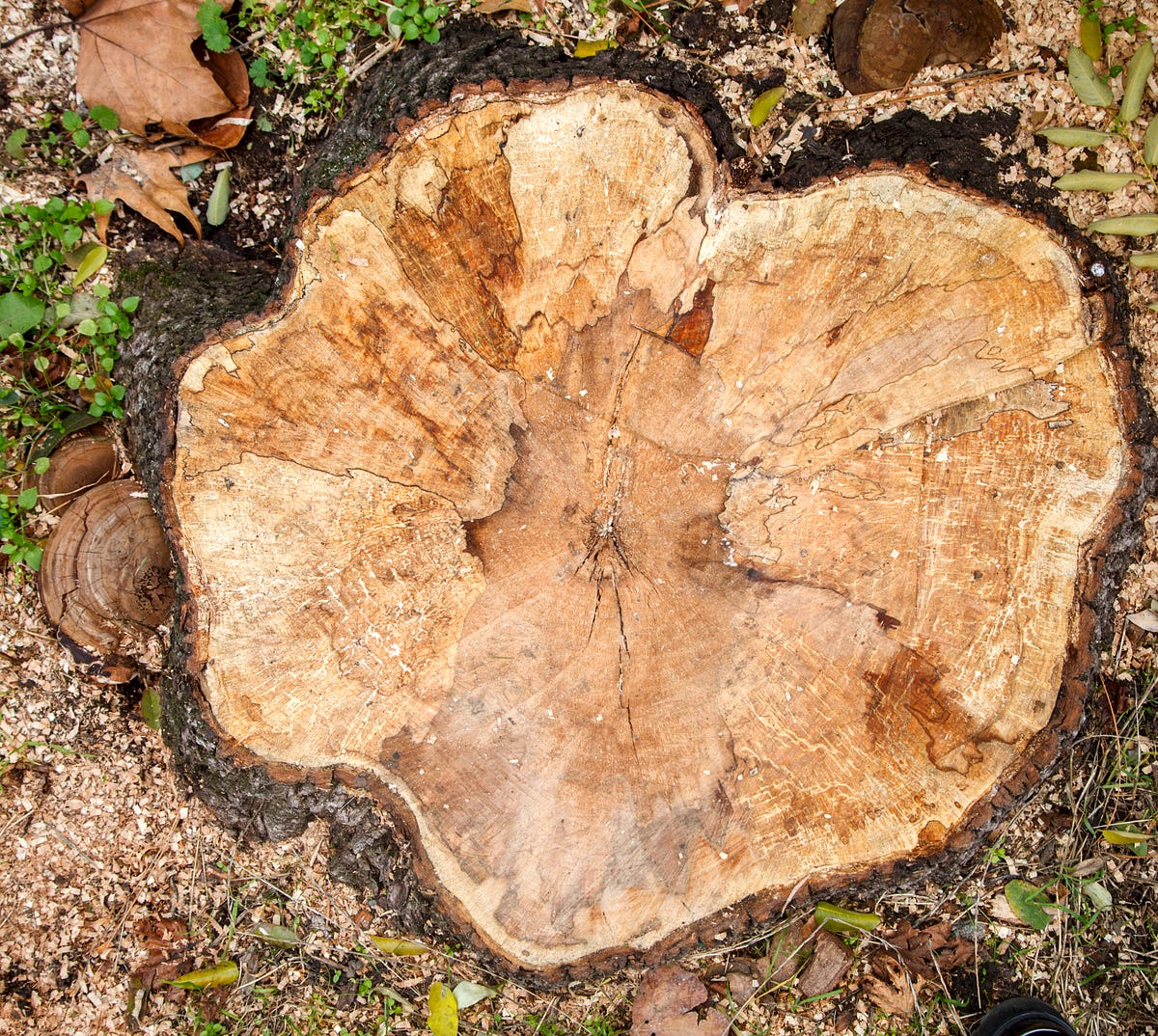 How to Remove a Tree Stump Manually | by Green Arbor Landscaping | Medium